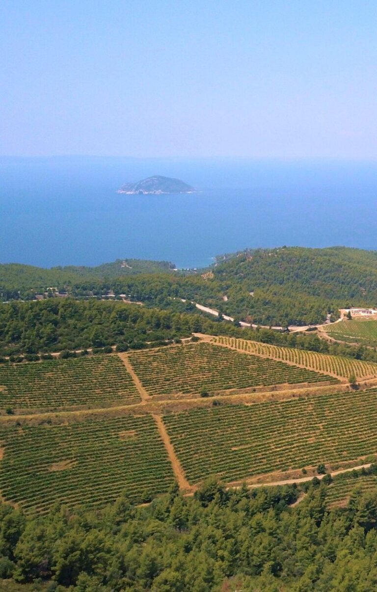 Meet our Historic Vineyard - Domaine Porto Carras new era